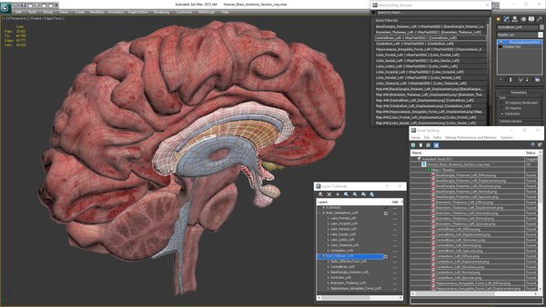 3D human brain anatomy section - TurboSquid 1467288