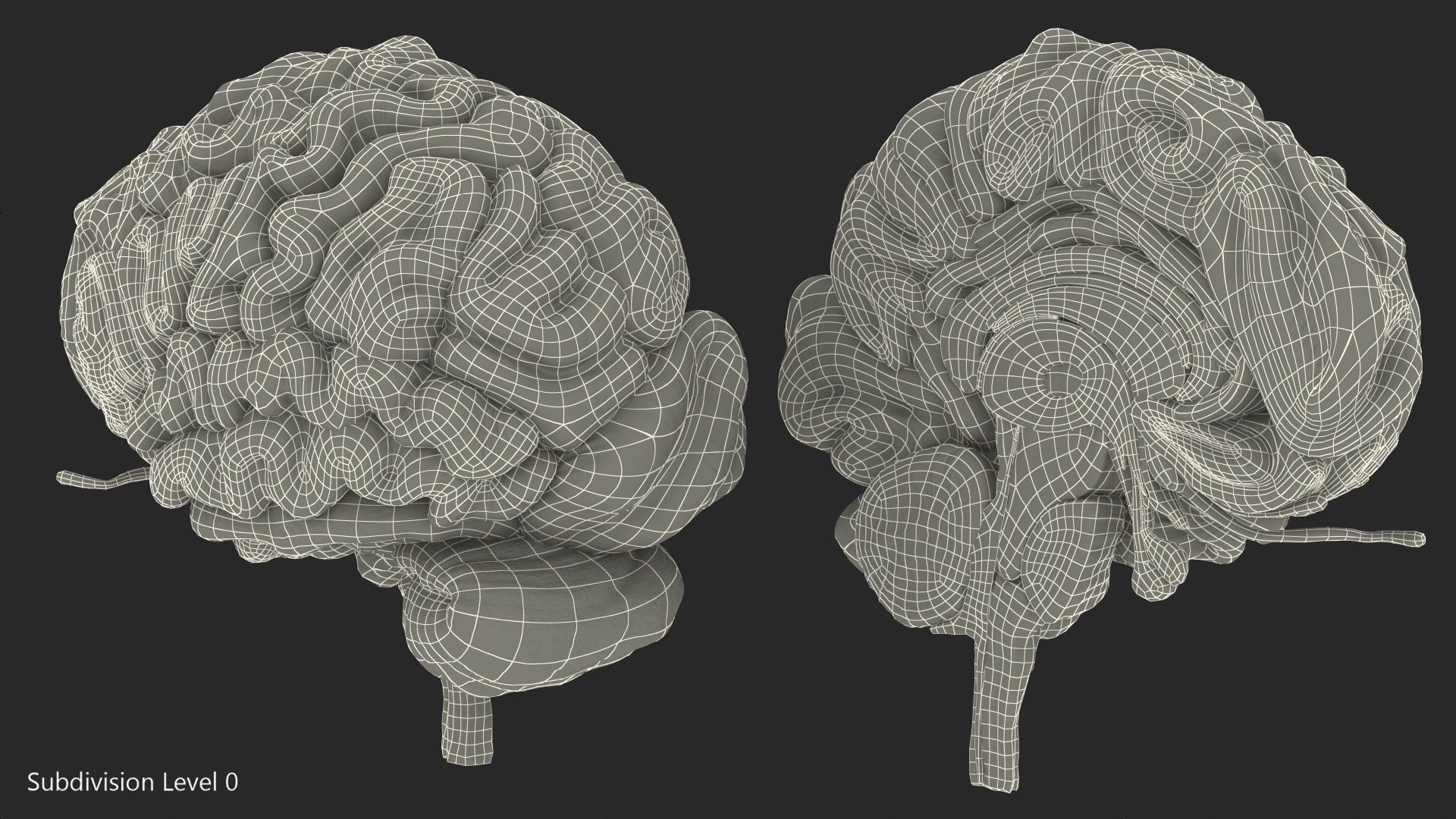 3D human brain anatomy section - TurboSquid 1467288