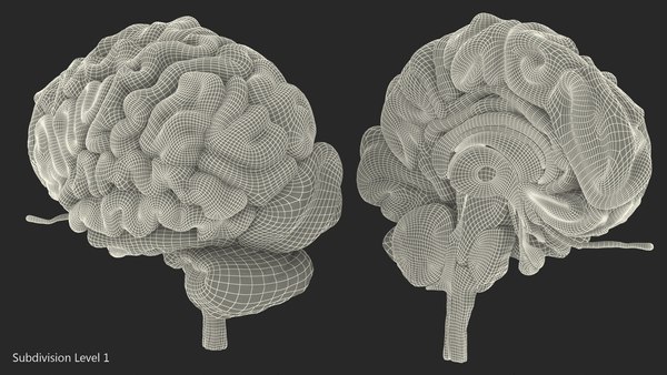 modelo 3d Sección de anatomía del cerebro humano - TurboSquid 1467288