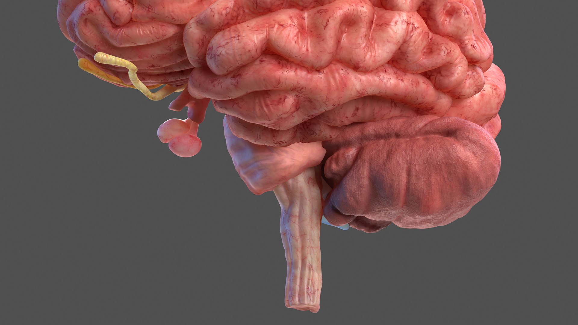 3D human brain anatomy section - TurboSquid 1467288