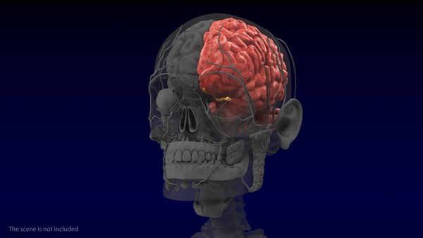 3D human brain anatomy section - TurboSquid 1467288