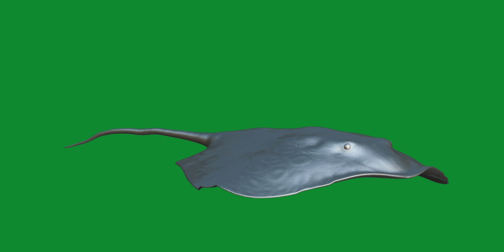 Stingray 3D Model - TurboSquid 2302878