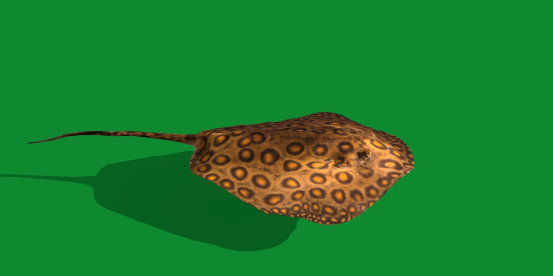 Stingray 3D Model - TurboSquid 2302878