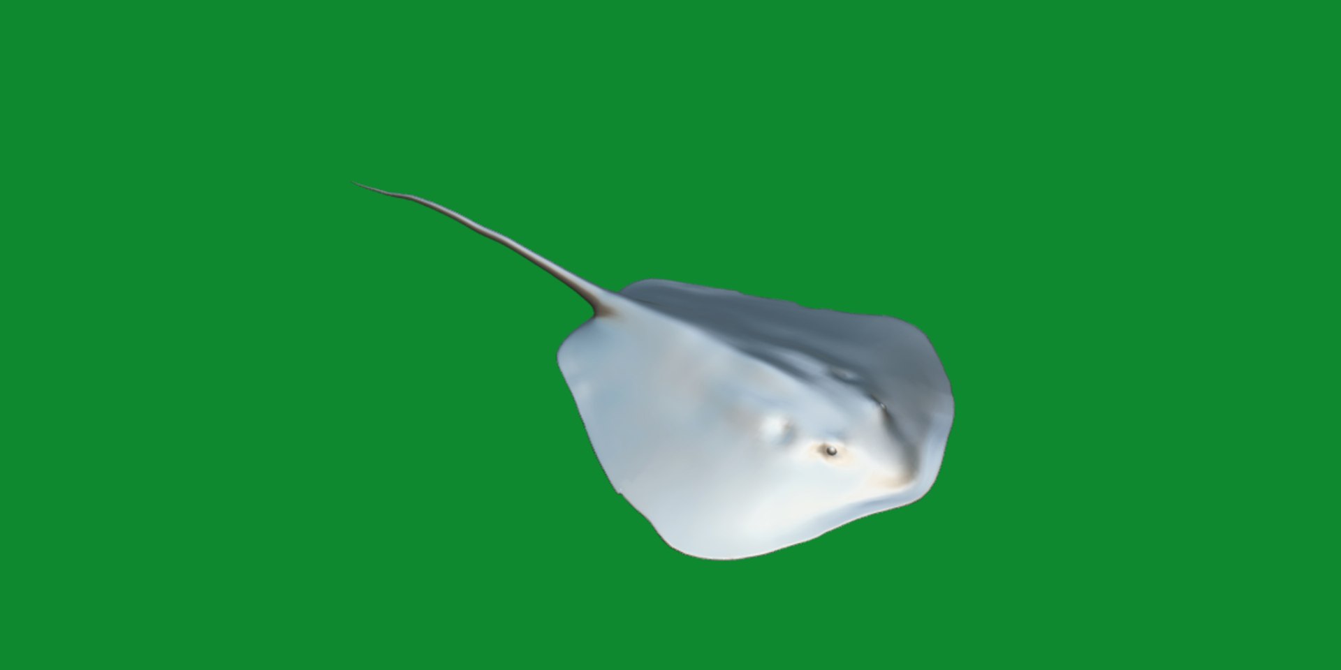Stingray 3D Model - TurboSquid 2302878