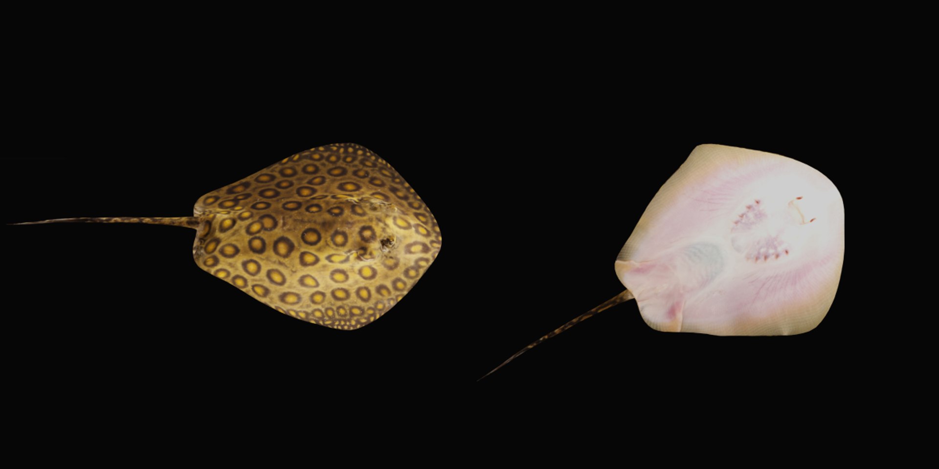 Stingray 3D Model - TurboSquid 2302878