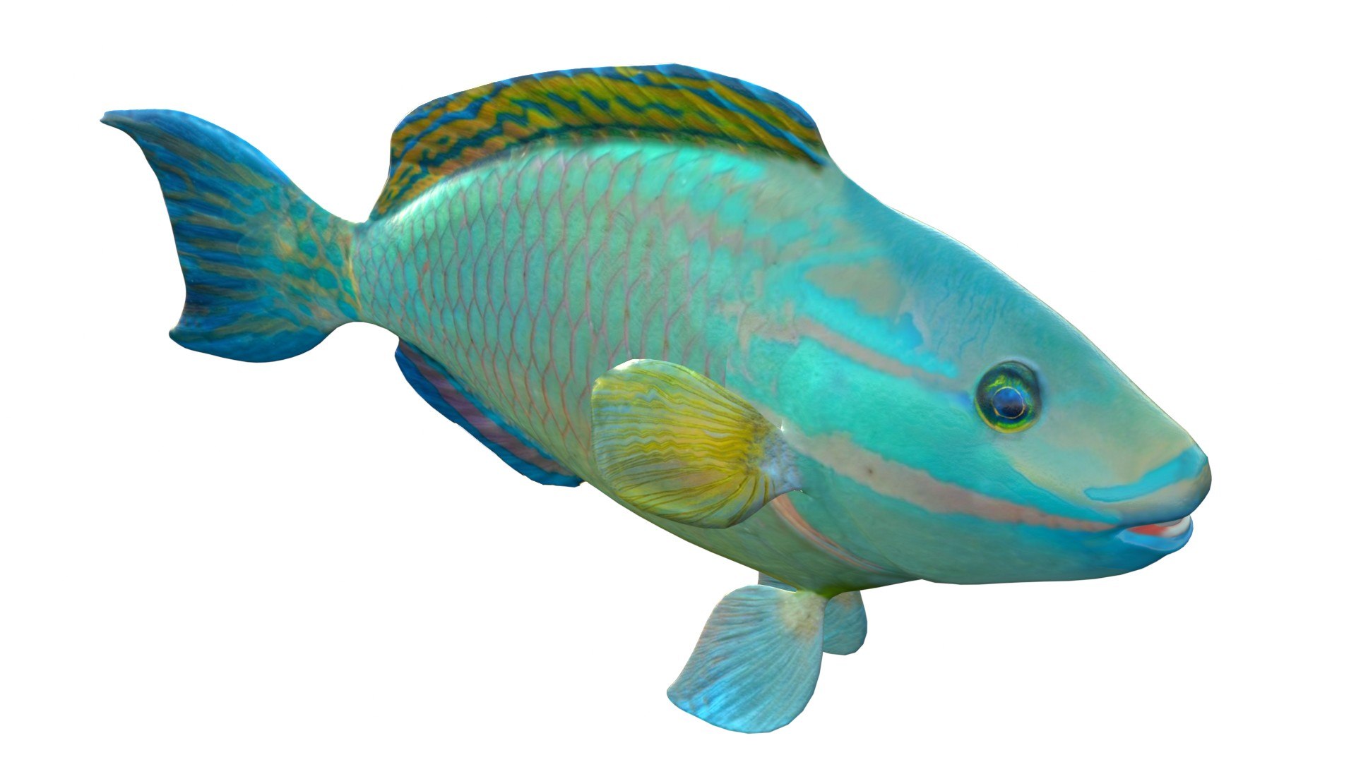 Green Queen Parrotfish 3D Model - TurboSquid 2512907