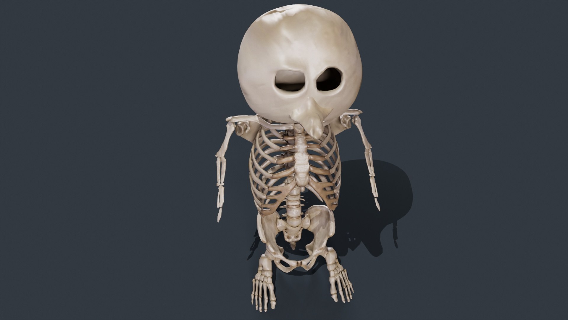 3D Penguin Skull Model - TurboSquid 2178037