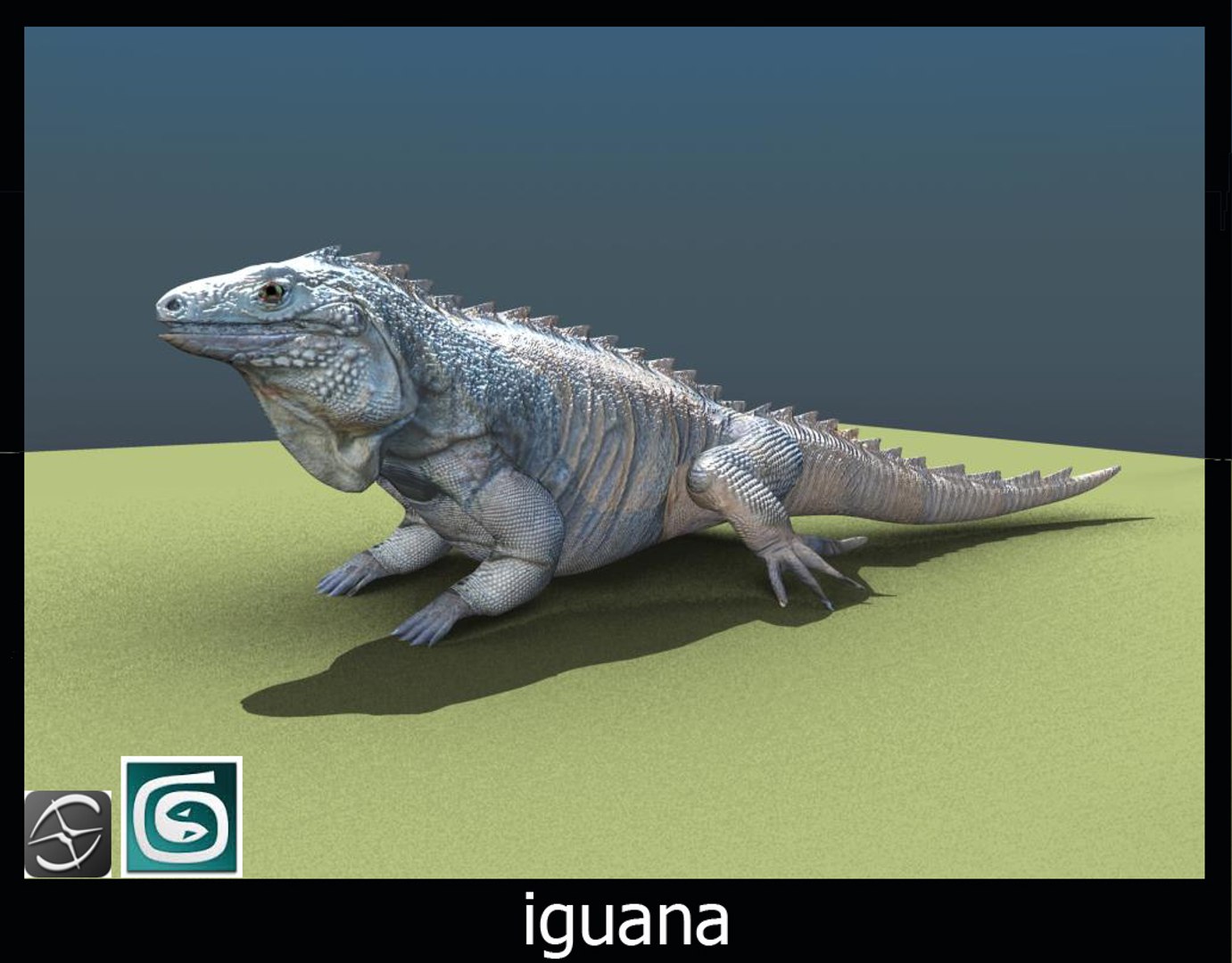 3d Iguana