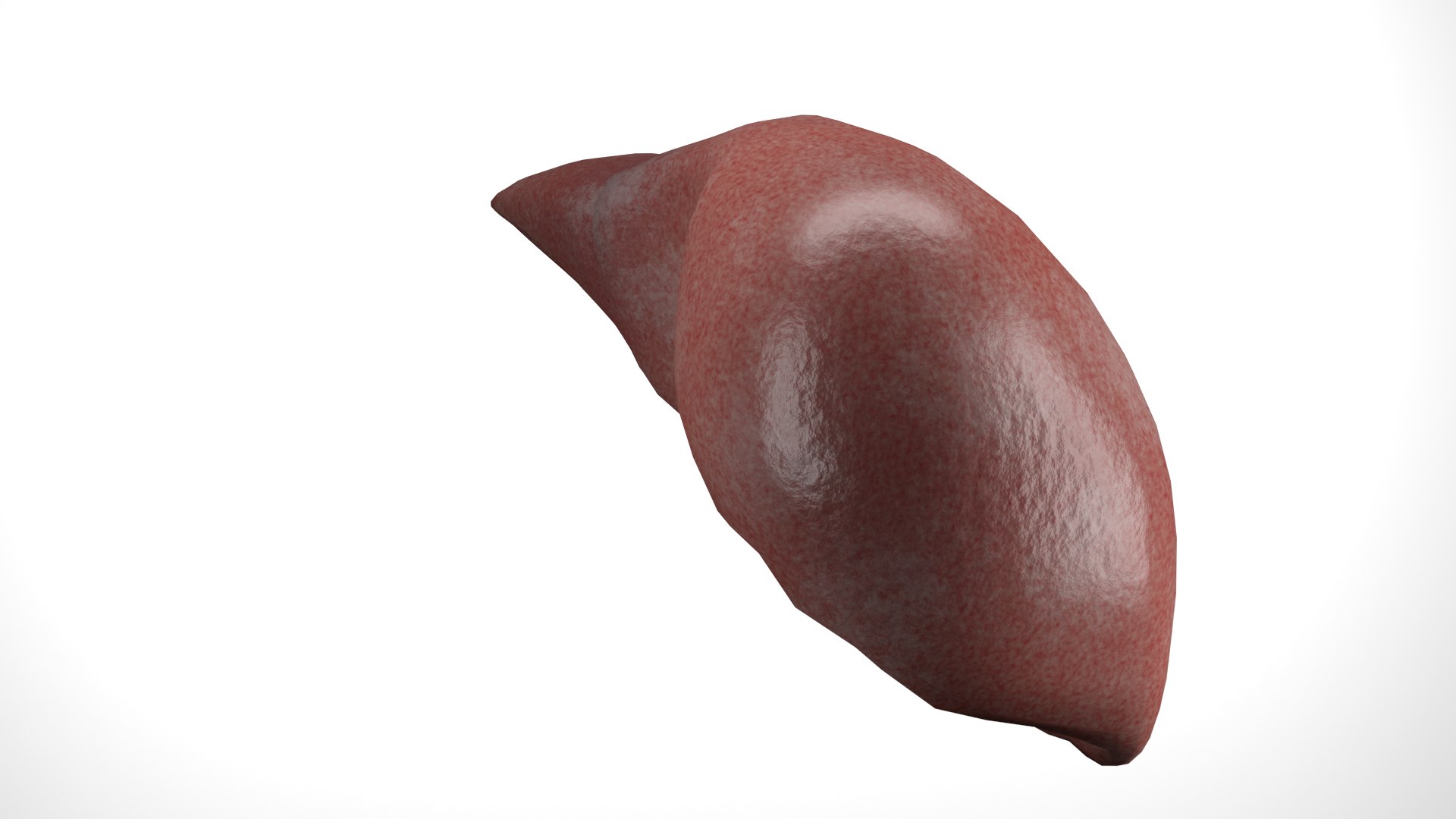 3D Model Liver - TurboSquid 2110814