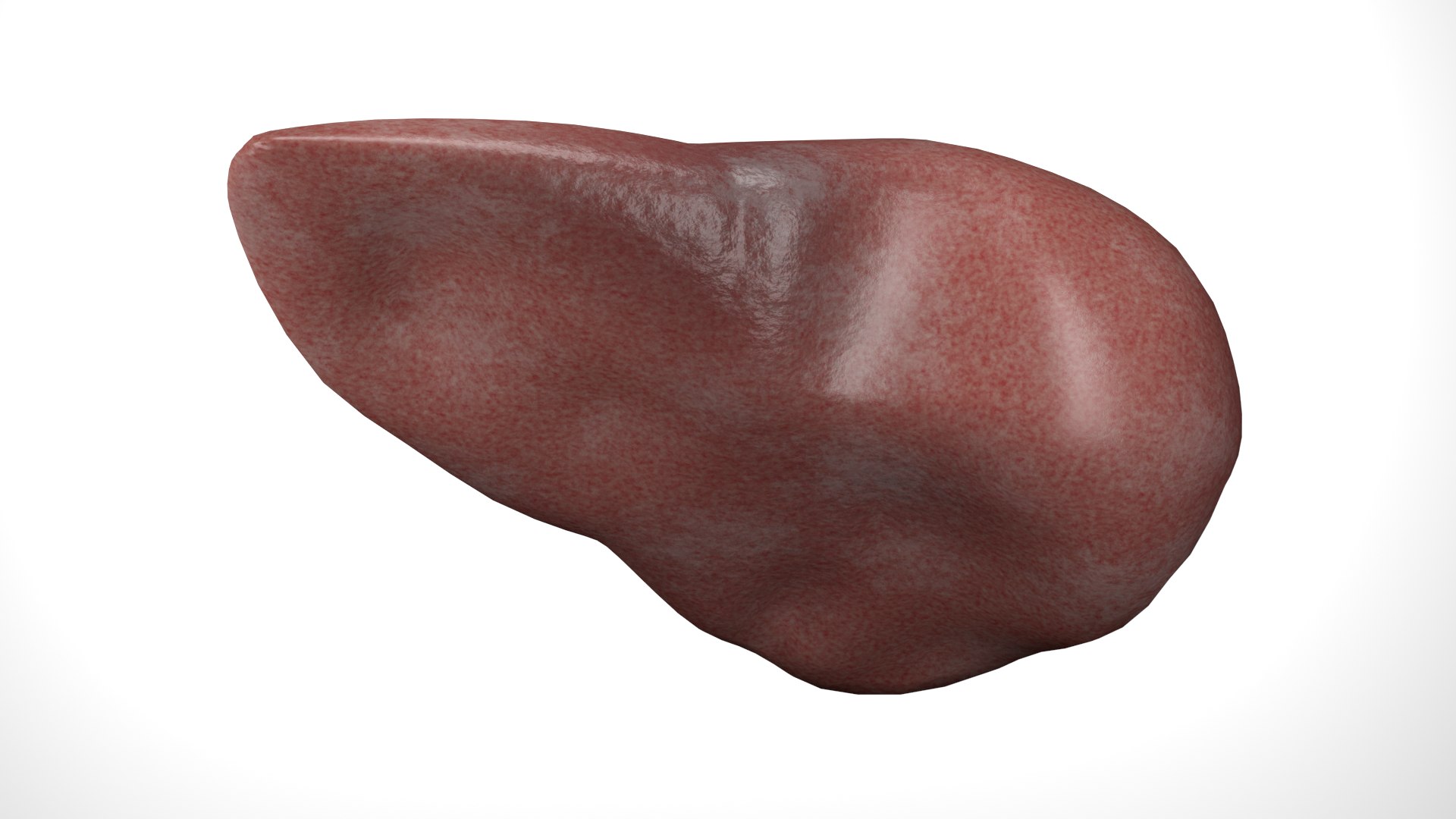 3D Model Liver - TurboSquid 2110814