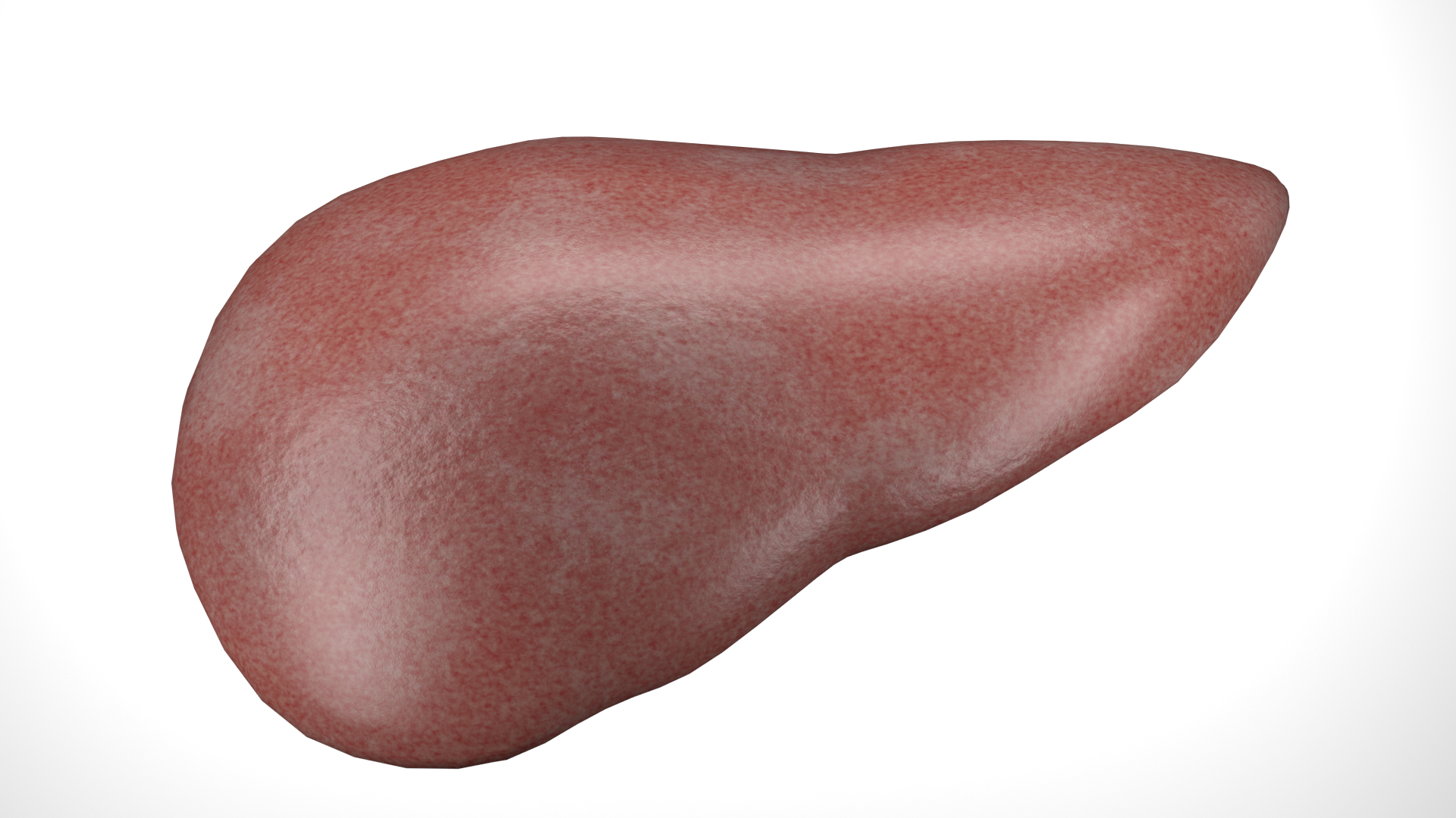 3D Model Liver - TurboSquid 2110814