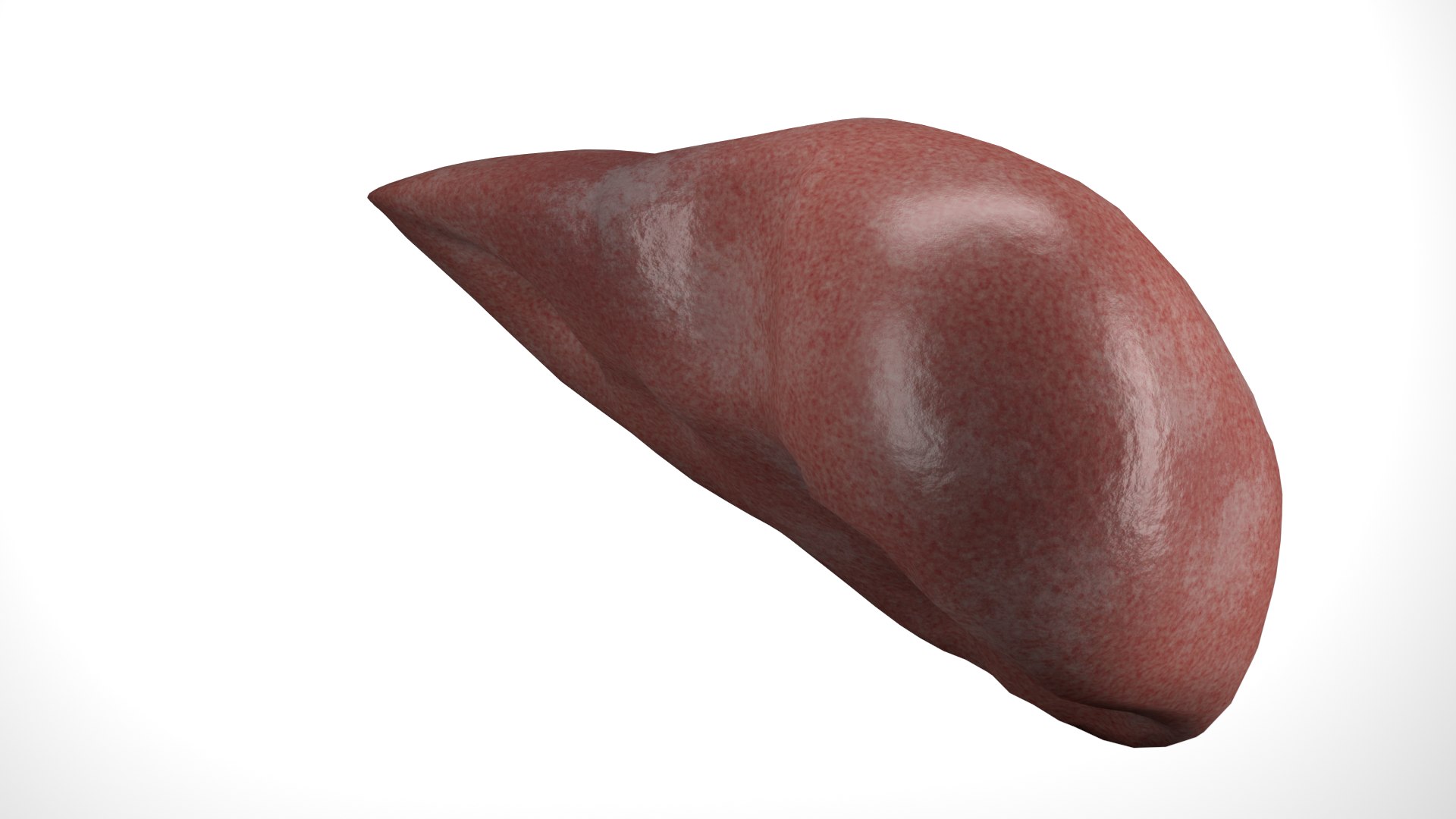 3D Model Liver - TurboSquid 2110814