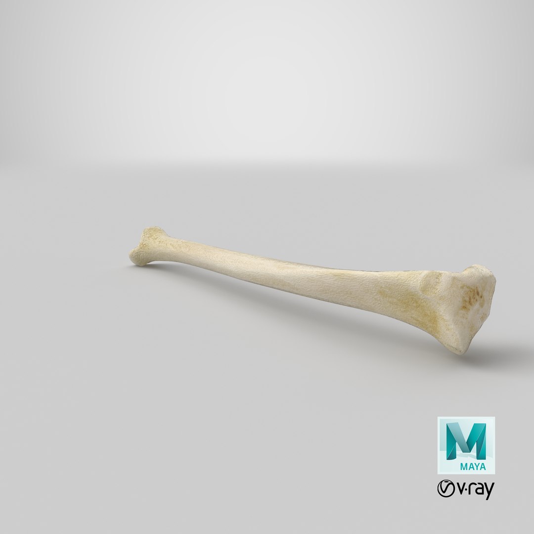 3D Model Domestic Cat Tibia Bone - TurboSquid 1588655