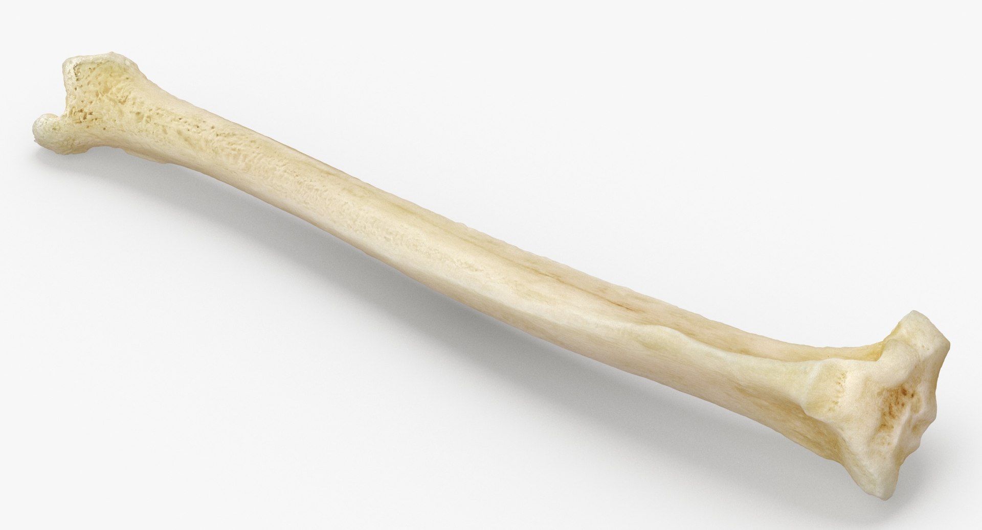 3D Model Domestic Cat Tibia Bone - TurboSquid 1588655