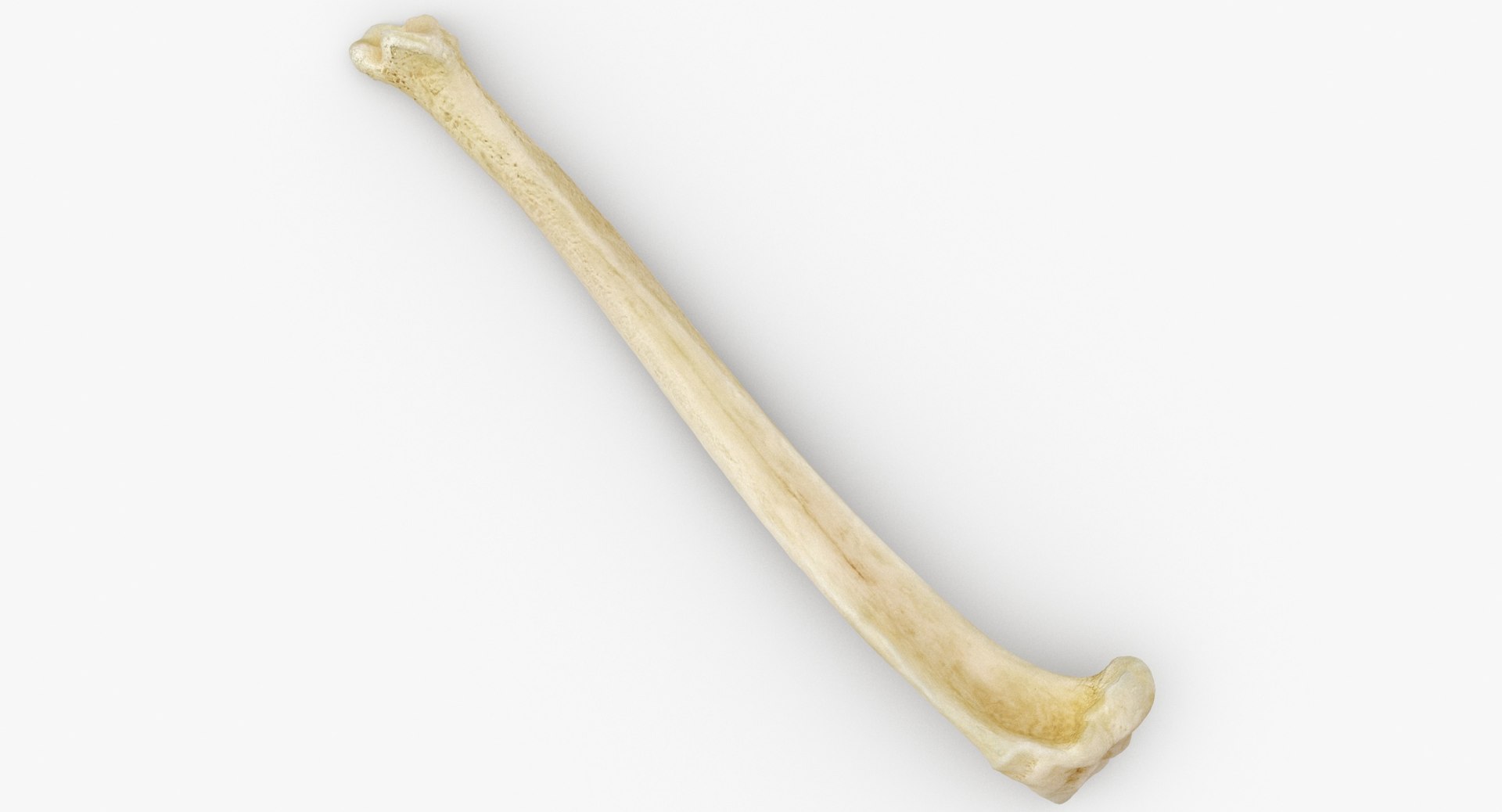 3D model domestic cat tibia bone - TurboSquid 1588655