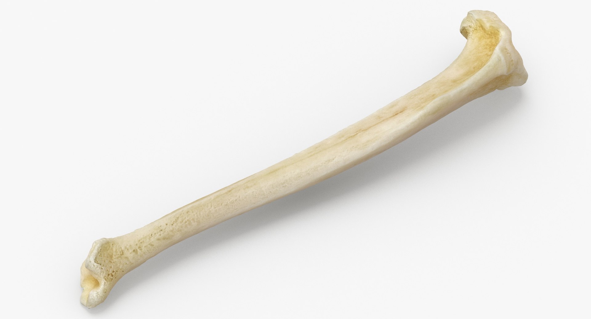 3D Model Domestic Cat Tibia Bone - TurboSquid 1588655