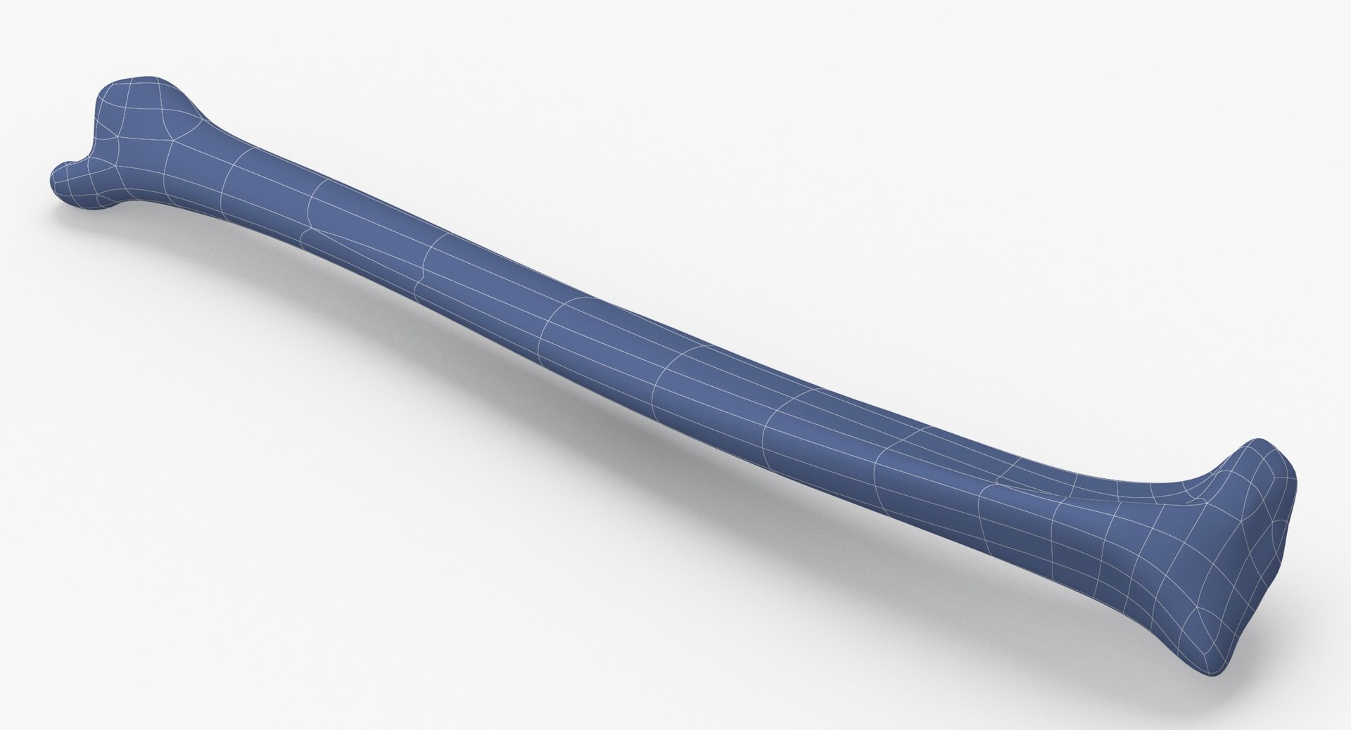 3D Model Domestic Cat Tibia Bone - TurboSquid 1588655