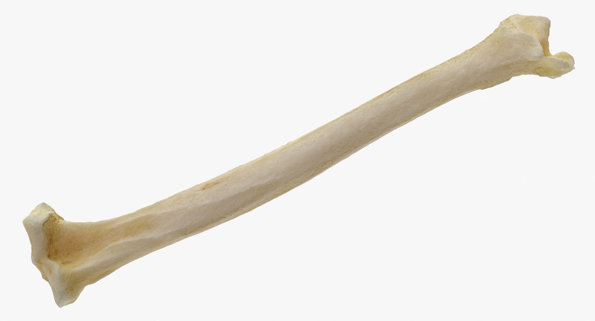 3D Model Domestic Cat Tibia Bone - TurboSquid 1588655