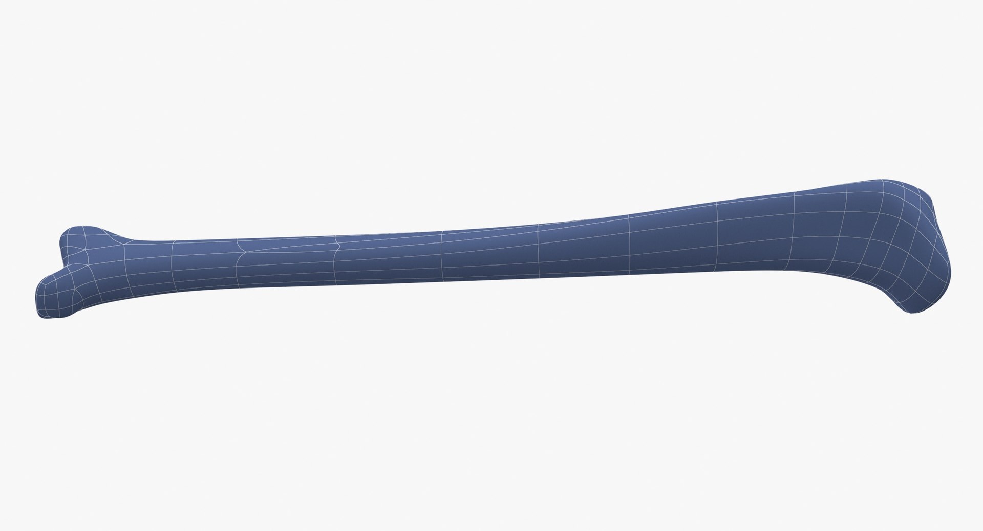 3D Model Domestic Cat Tibia Bone - TurboSquid 1588655