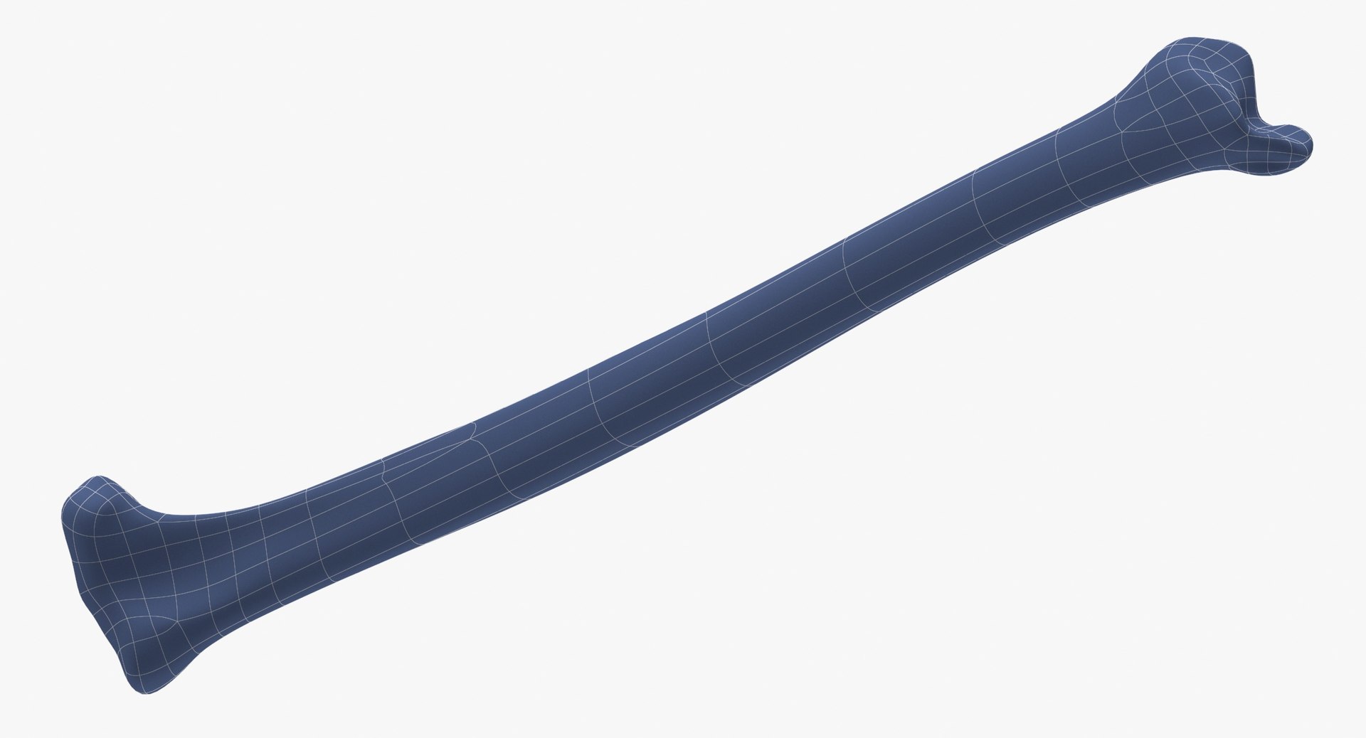 3D Model Domestic Cat Tibia Bone - TurboSquid 1588655