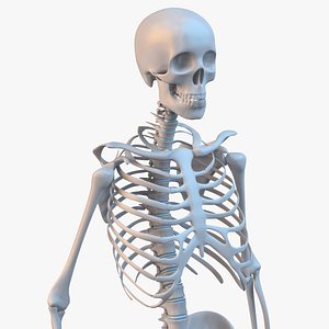 3D Ribcage Models | TurboSquid