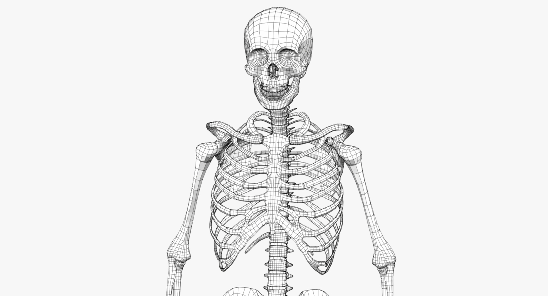 3d Model Human Skeleton