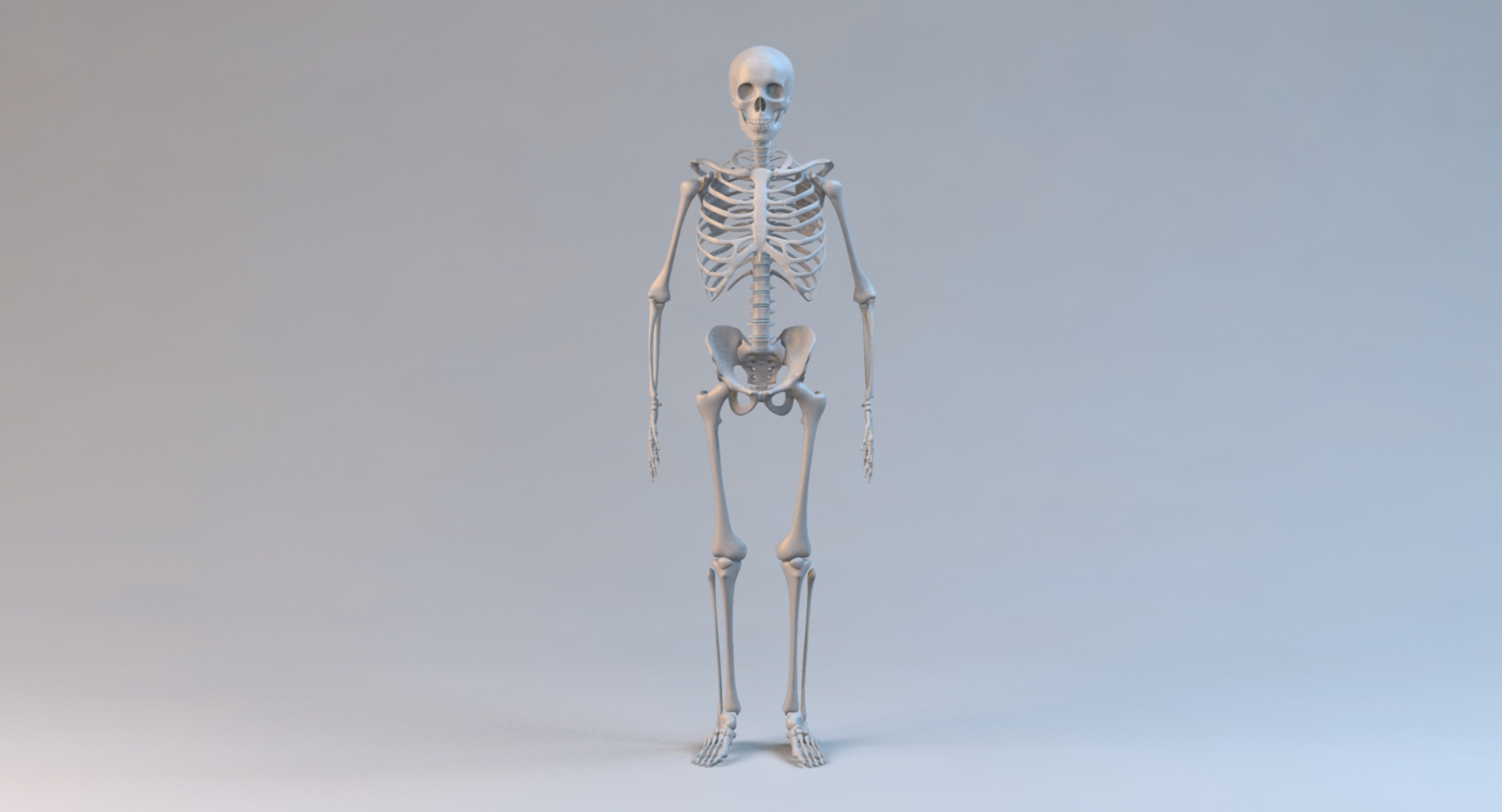 3d Model Human Skeleton