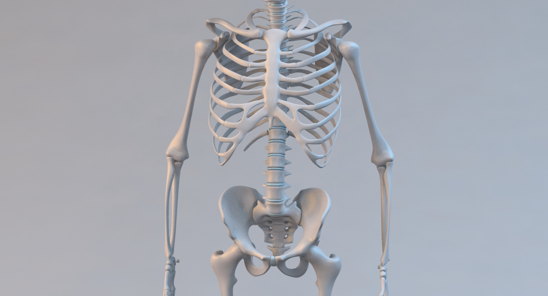 3d Model Human Skeleton