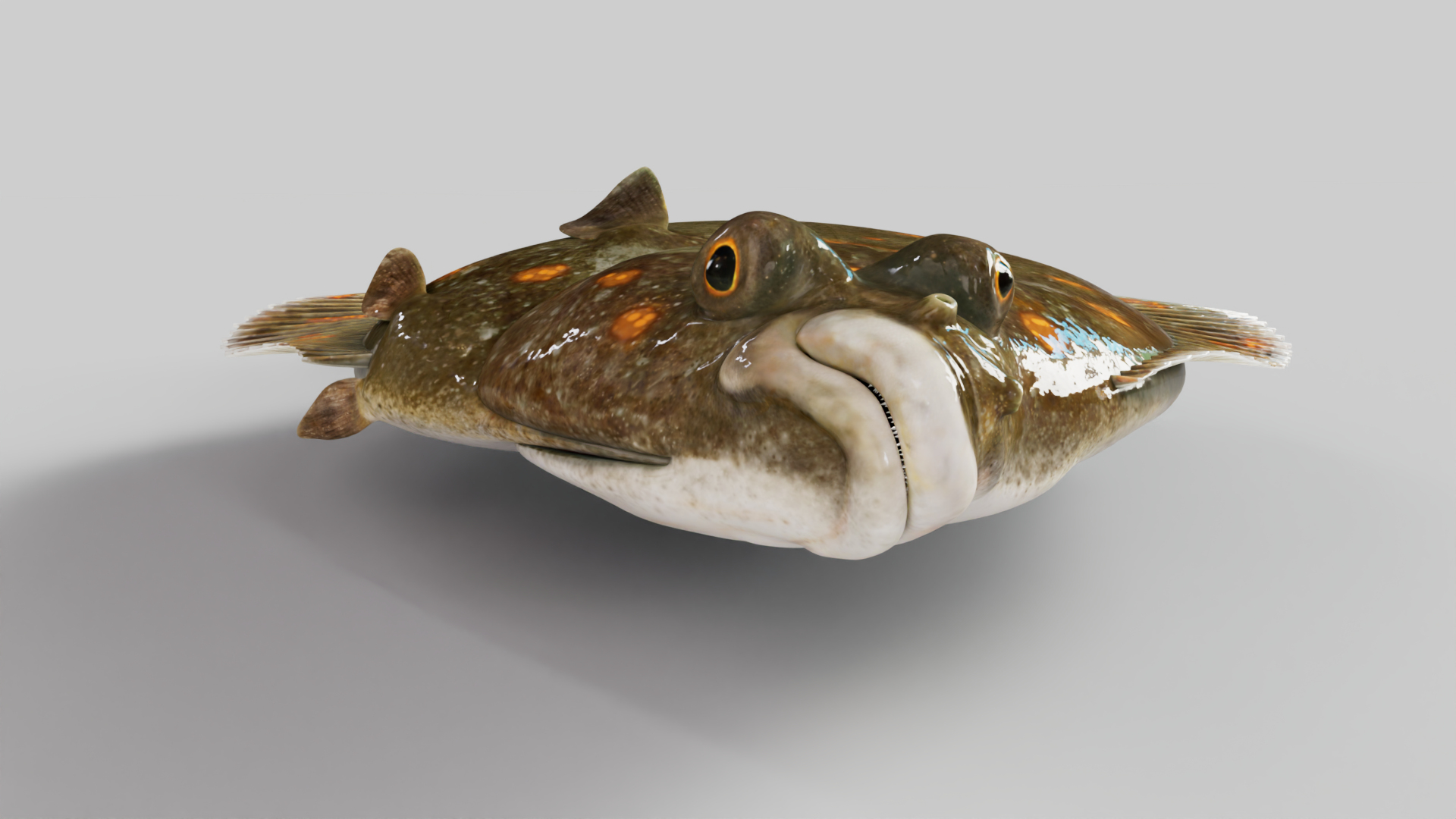Flatfish Animated 3D Model - TurboSquid 2346300