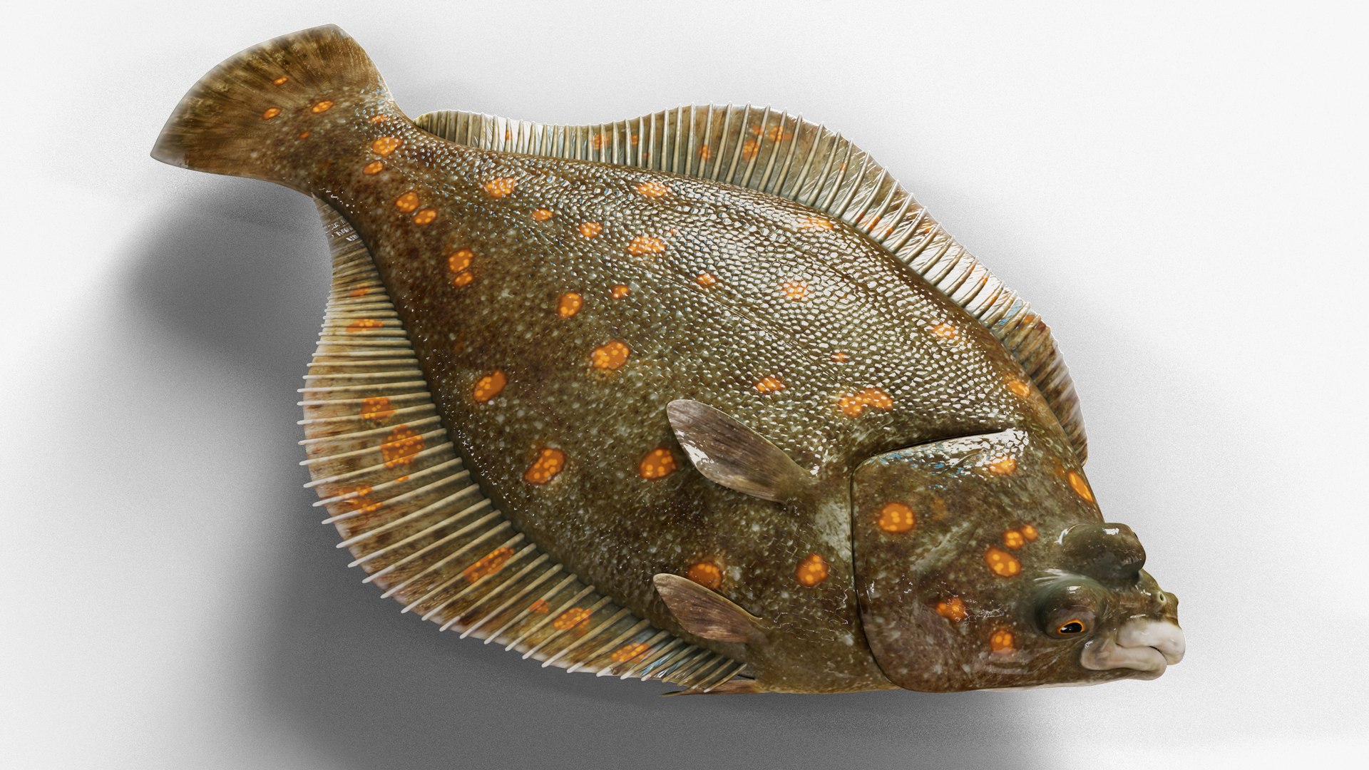 Flatfish Animated 3D Model - TurboSquid 2346300