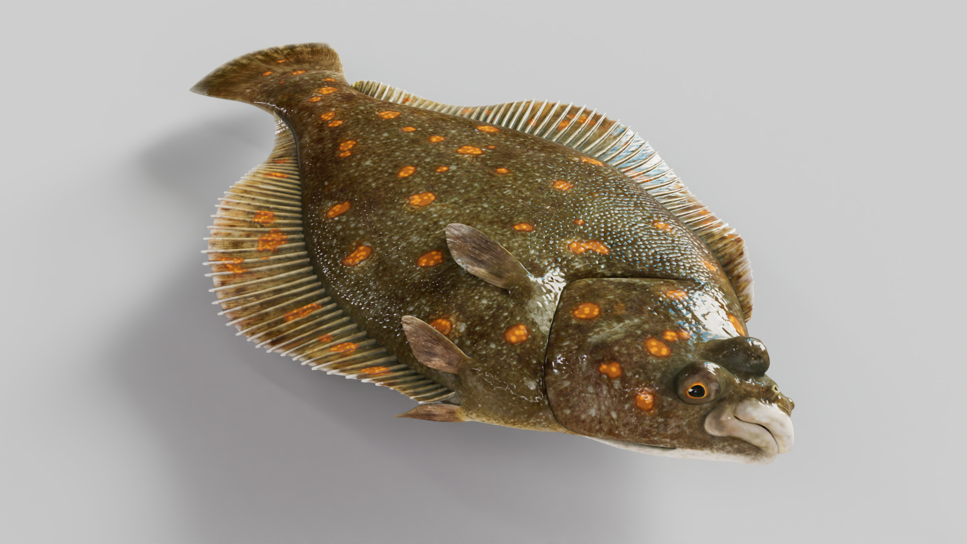 Flatfish Animated 3D Model - TurboSquid 2346300