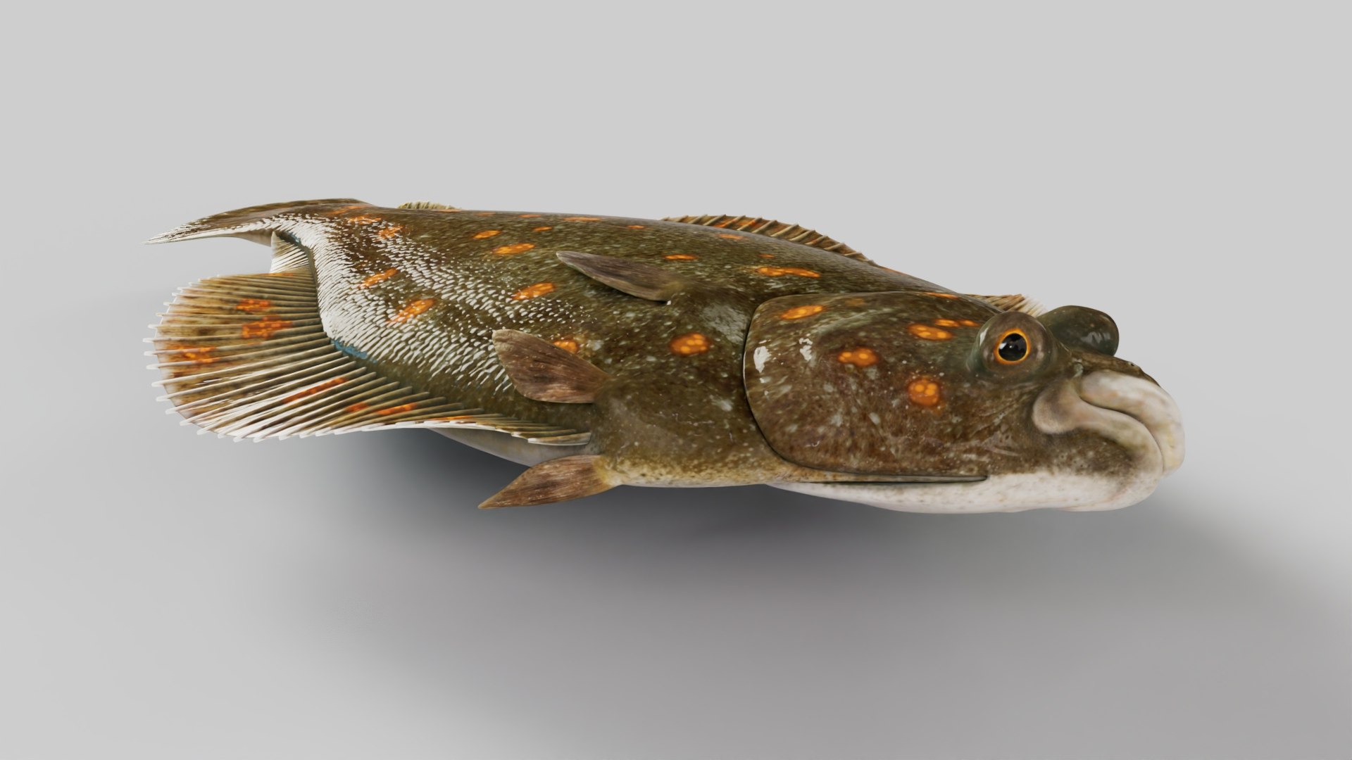 Flatfish Animated 3D Model - TurboSquid 2346300