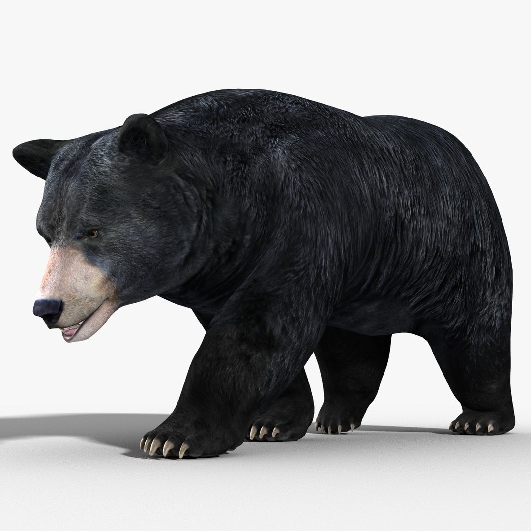 Black Bear PRO 3D model - TurboSquid 2132591