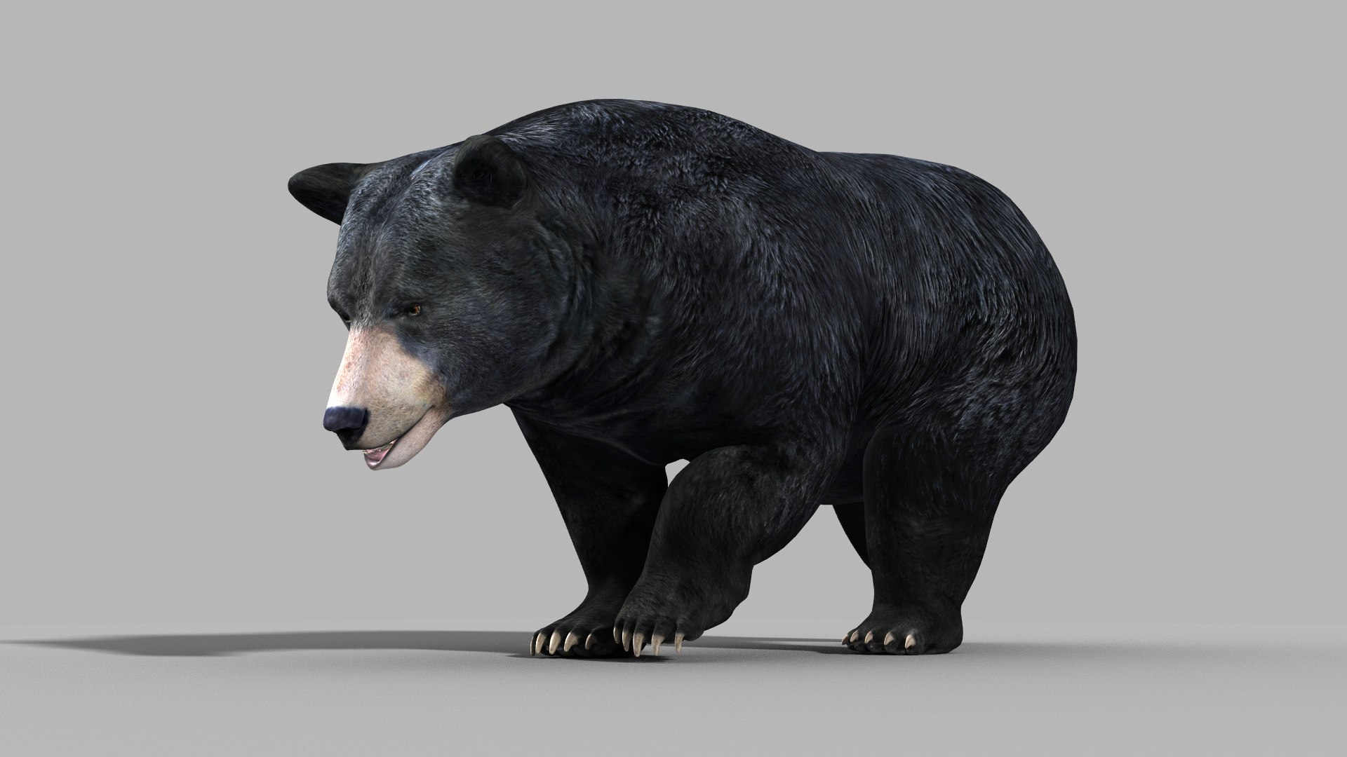 Black Bear PRO 3D Model - TurboSquid 2132591
