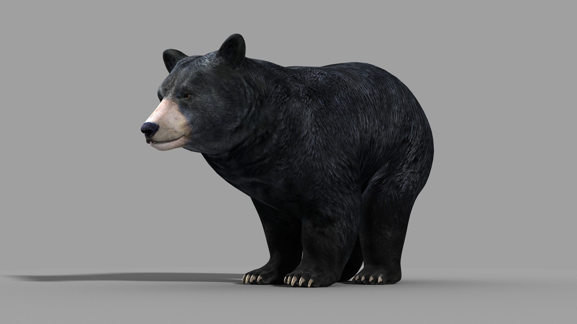 Black Bear PRO 3D Model - TurboSquid 2132591