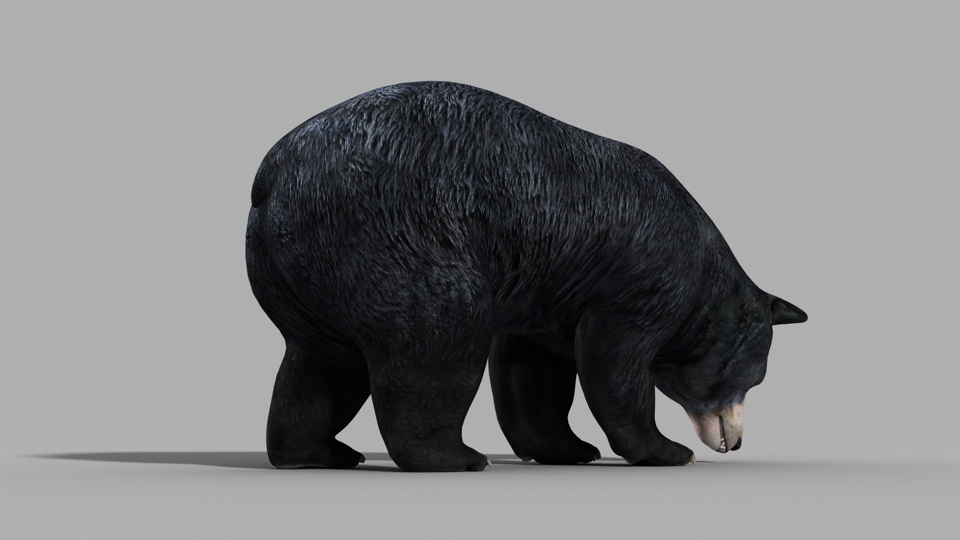 Black Bear PRO 3D Model - TurboSquid 2132591