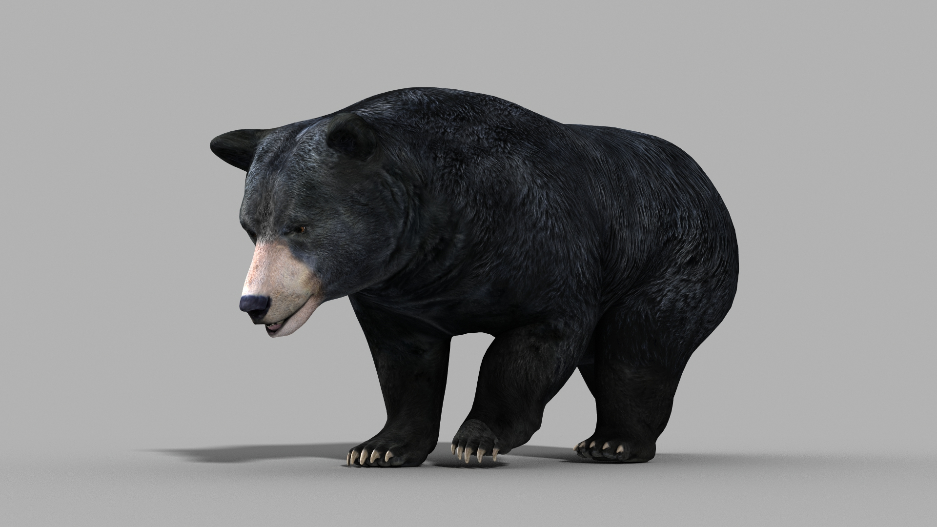 Black Bear PRO 3D Model - TurboSquid 2132591