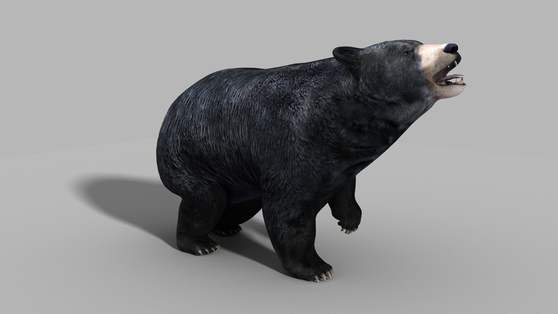 Black Bear PRO 3D Model - TurboSquid 2132591