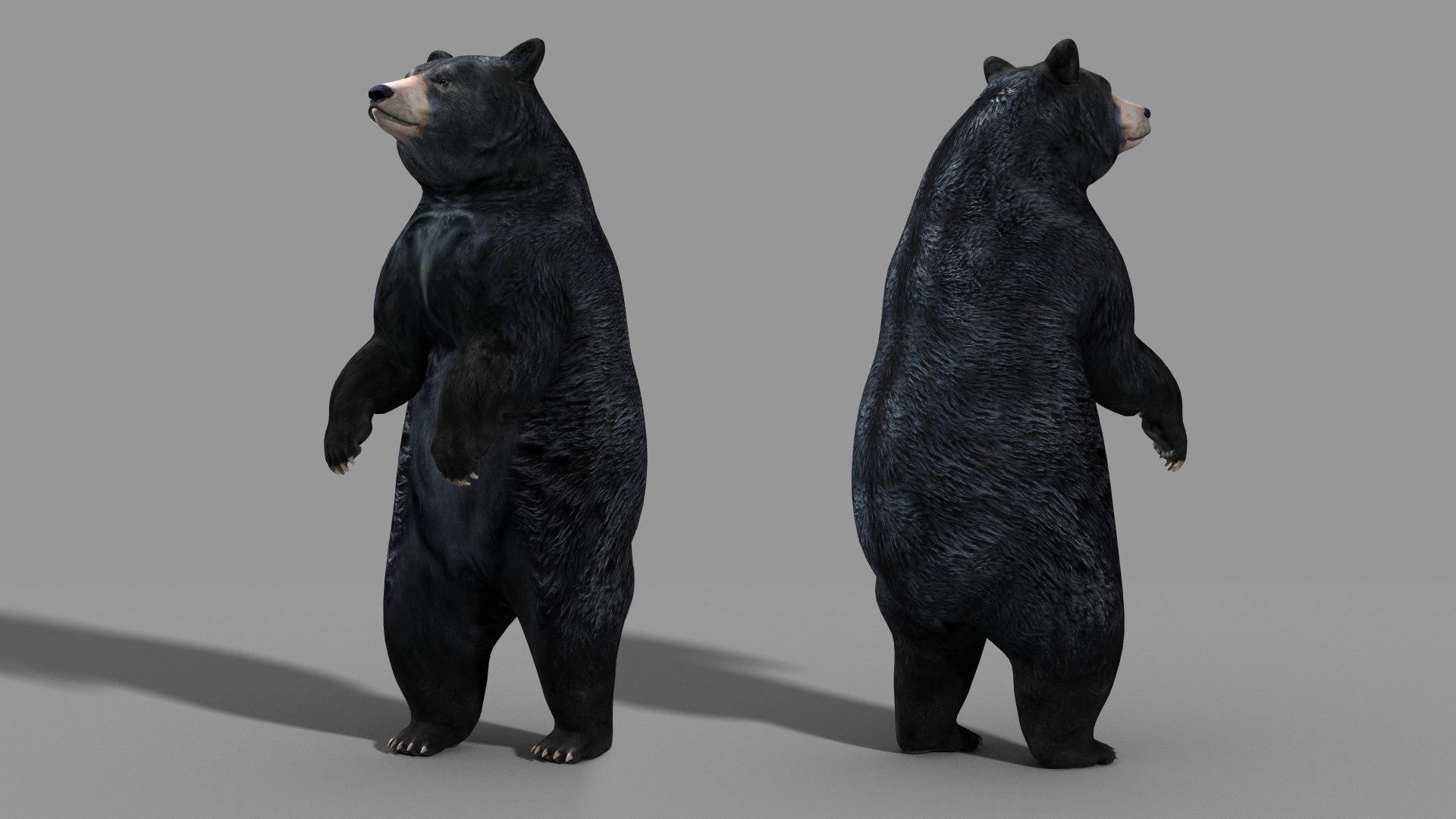Black Bear PRO 3D Model - TurboSquid 2132591