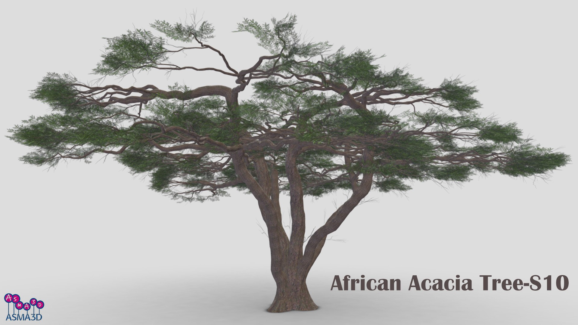 African Acacia Tree-S10 3D - TurboSquid 2202447