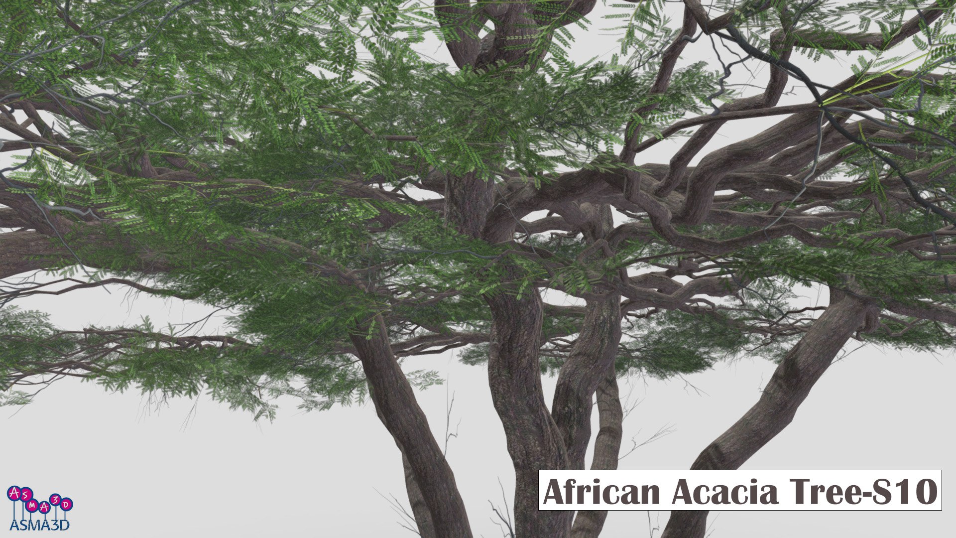 African Acacia Tree-S10 3D - TurboSquid 2202447