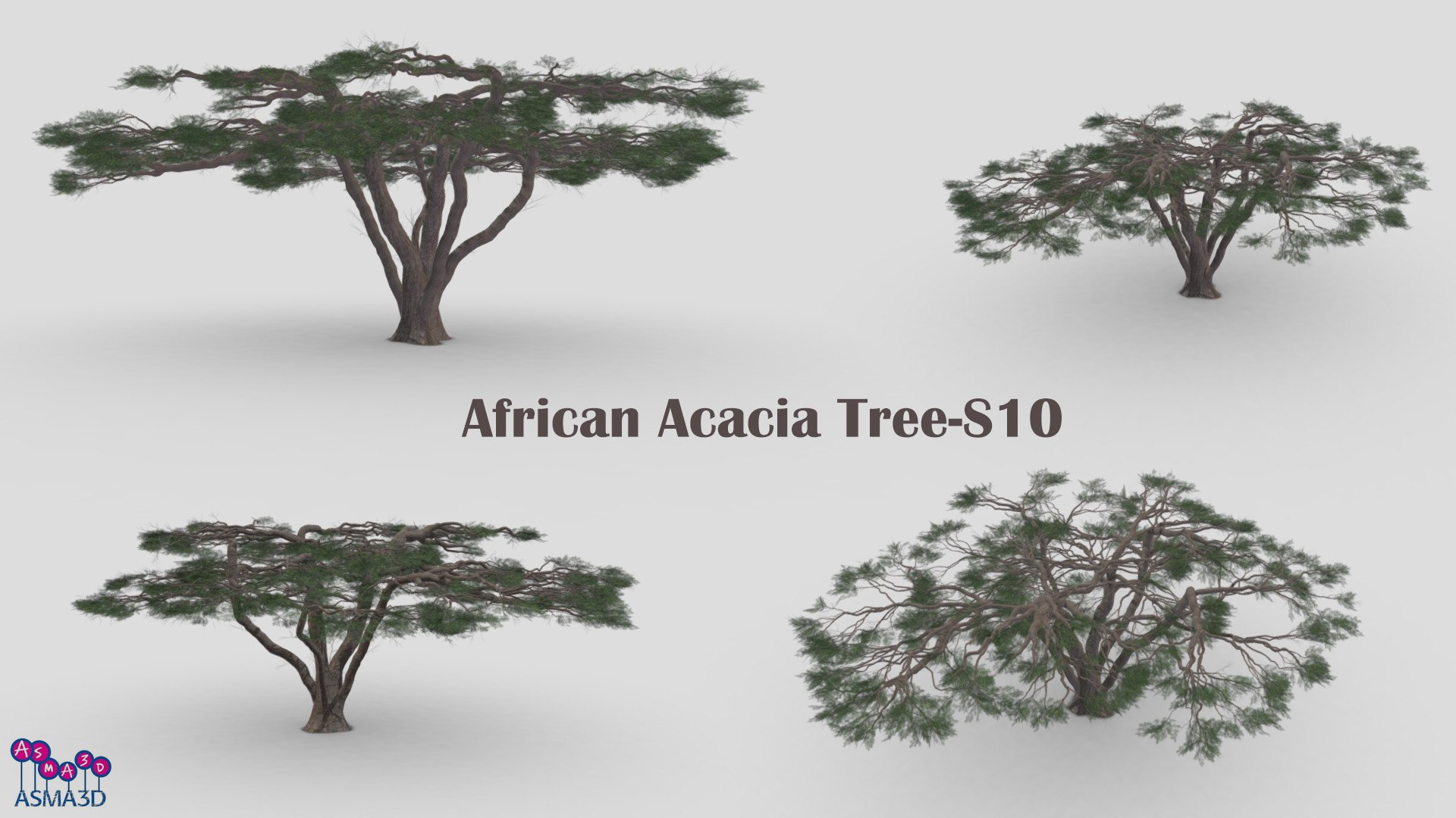 African Acacia Tree-S10 3D - TurboSquid 2202447