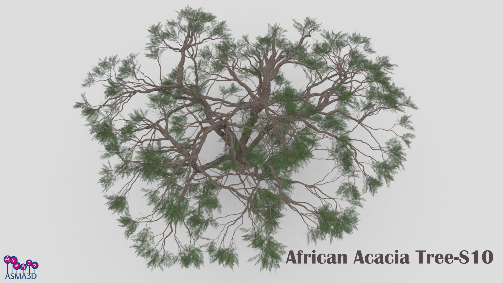 African Acacia Tree-S10 3D - TurboSquid 2202447