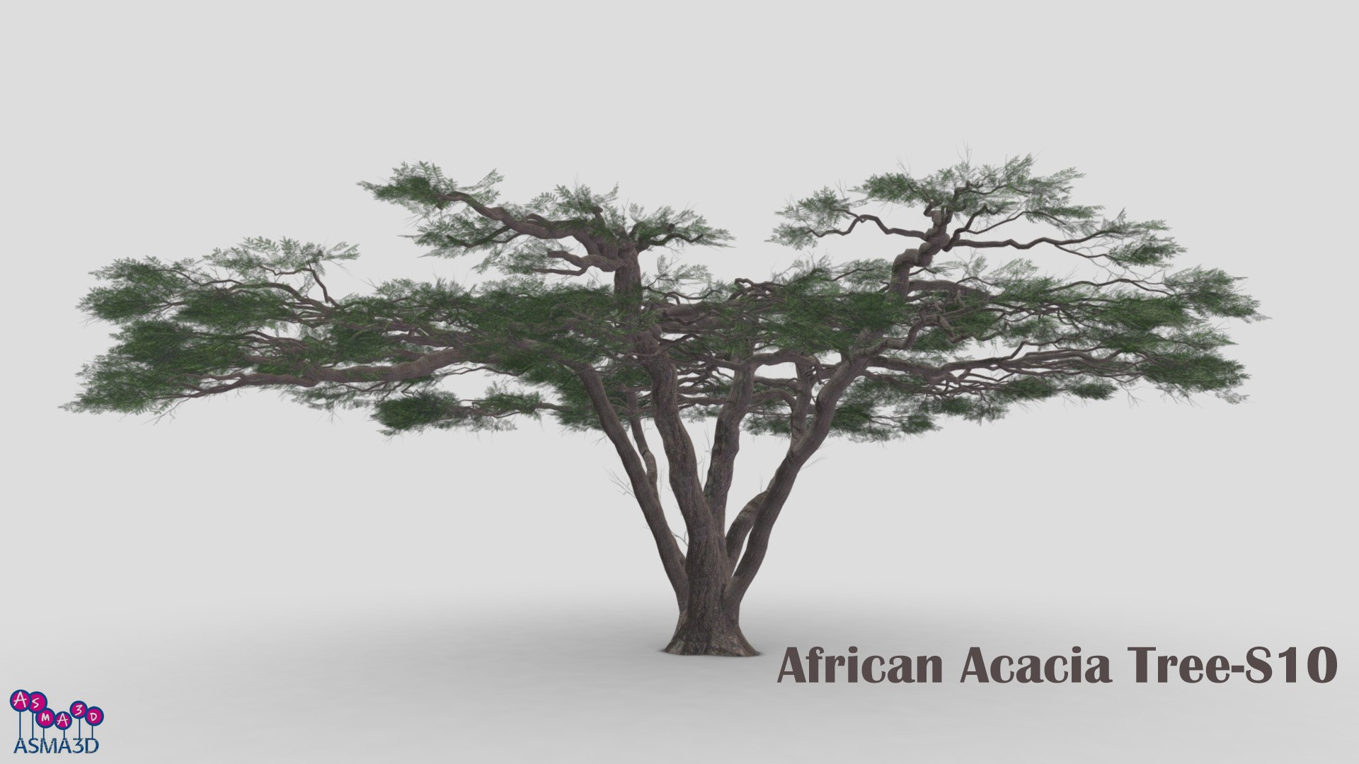 African Acacia Tree-S10 3D - TurboSquid 2202447