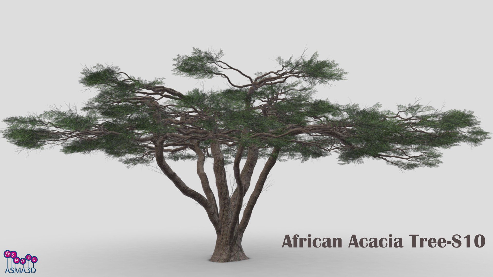 African Acacia Tree-S10 3D - TurboSquid 2202447