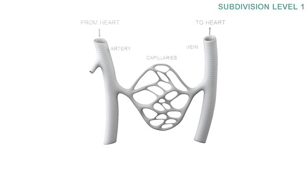 Veins model - TurboSquid 1739342