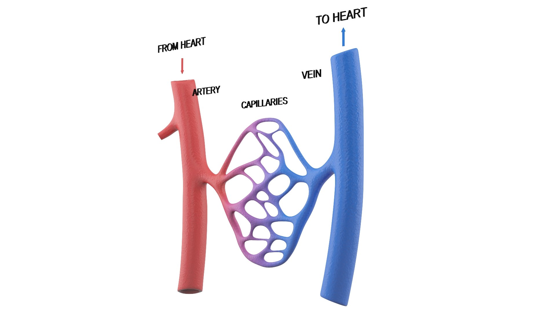 Veins Model - TurboSquid 1739342