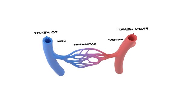 Veins model - TurboSquid 1739342