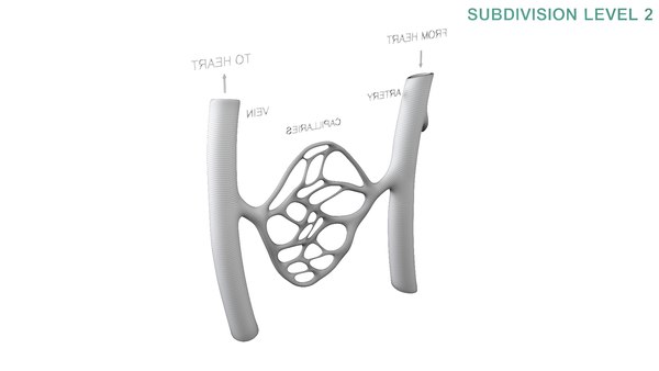 Veins model - TurboSquid 1739342