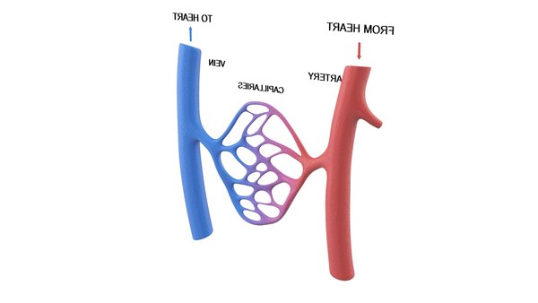 Veins model - TurboSquid 1739342